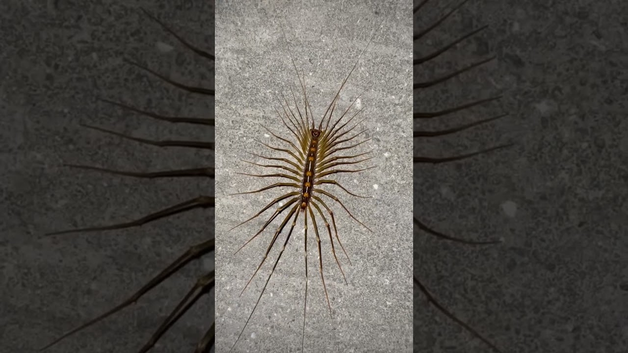 House centipedes 😃☣️⚠️ #animals #centipedes #house #wildlife #food #vlog #nature  #life
