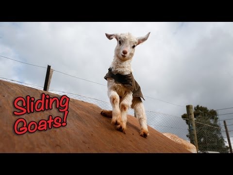 Happy Monday! | Sheepy Hollow Farm