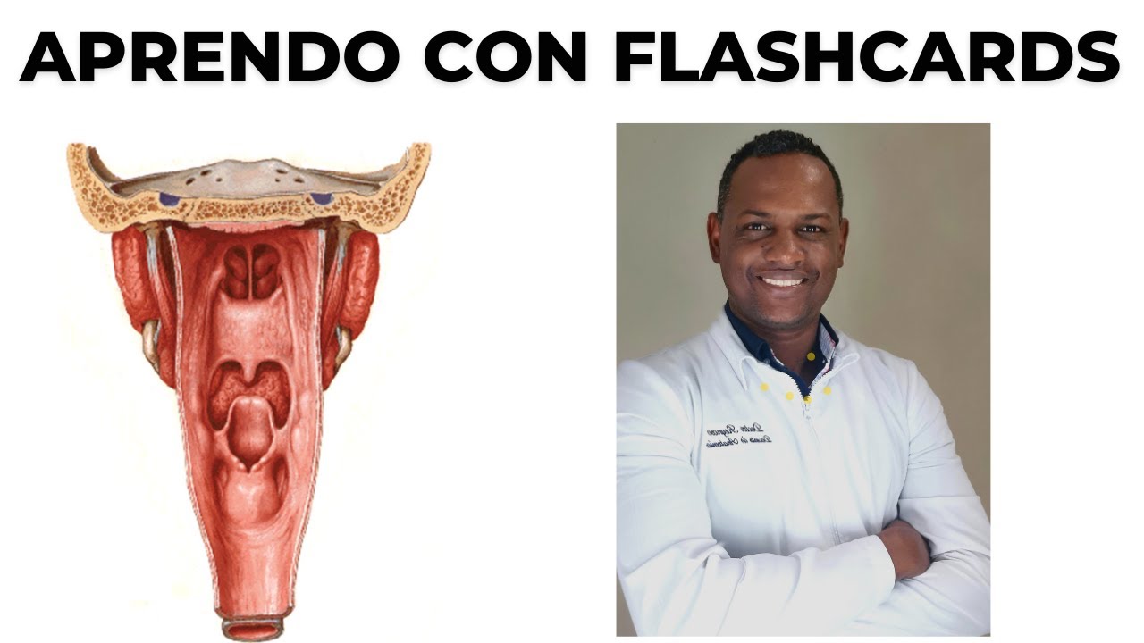 APRENDO ANATOMÍA CON  FLASHCARDS