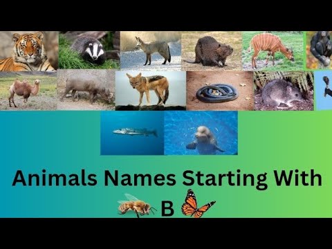 Animals Names Starting With Alphabet B | 20+ Words for Kids | #vocabulary | #bfor