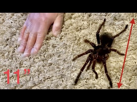 Nearly 11” Goliath Birdeater (Handling)
