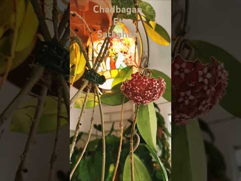 Flower Lovers Must Grow Hoya For Its Colorful Fragrant Flowers! #flowers #hoya #plants #chadbagan