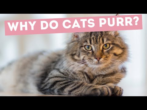 Why do cats purr 😺 Exploring the Science Behind this Feline Behavior 😺