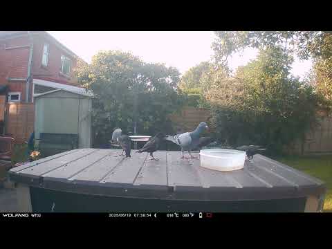 Sparrow Starlings Pigeon 2