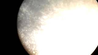 jamurfuzziblog: Jamur Pada Roti Basi