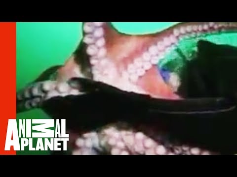 Octopuses - Octopus Videos - Octopus Attacks