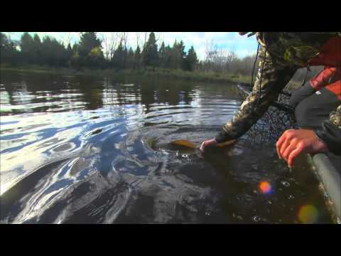 The History of Musky Ethics and Regulations