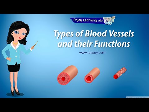 Human Blood | What are Blood vessels? | Types of Blood Vessels and their Functions | Science