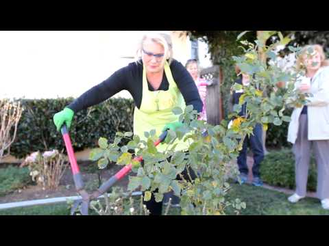 Gardeners 92130 : Garden Club - Carmel Valley San Diego 92130
