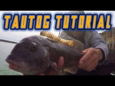 TAUTOG FISHING Tutorial for BEGINNERS (TIPS, TRICKS, TECHNIQUES, HOW TO)