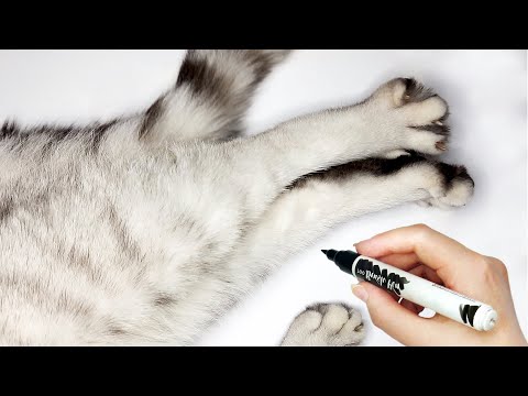 How to draw cat paws with real cat / Easy drawing for children with funny cat