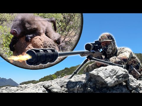 The Apex Varmint – Hunting The World’s Smartest Pest – Scattered Shots