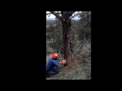 Tree Cutting: Felling a Dead Juniper
