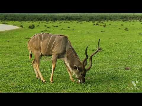 African Safari part1