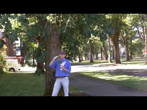 Swamp white oak (Quercus bicolor) - Plant Identification