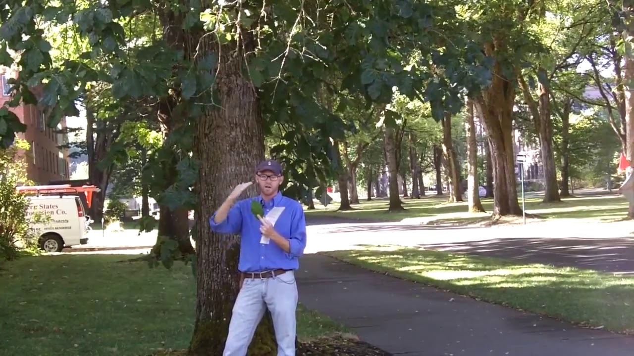 Swamp white oak (Quercus bicolor) - Plant Identification