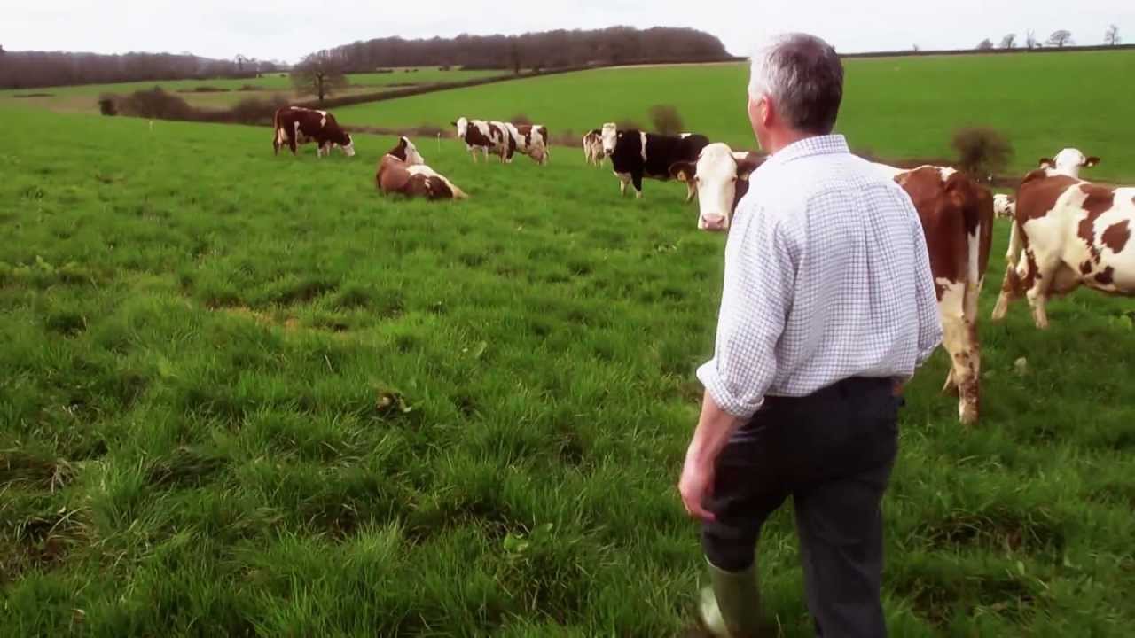 The Benefits of Free Range Dairy: A Closer Look at Pasture-Based ...