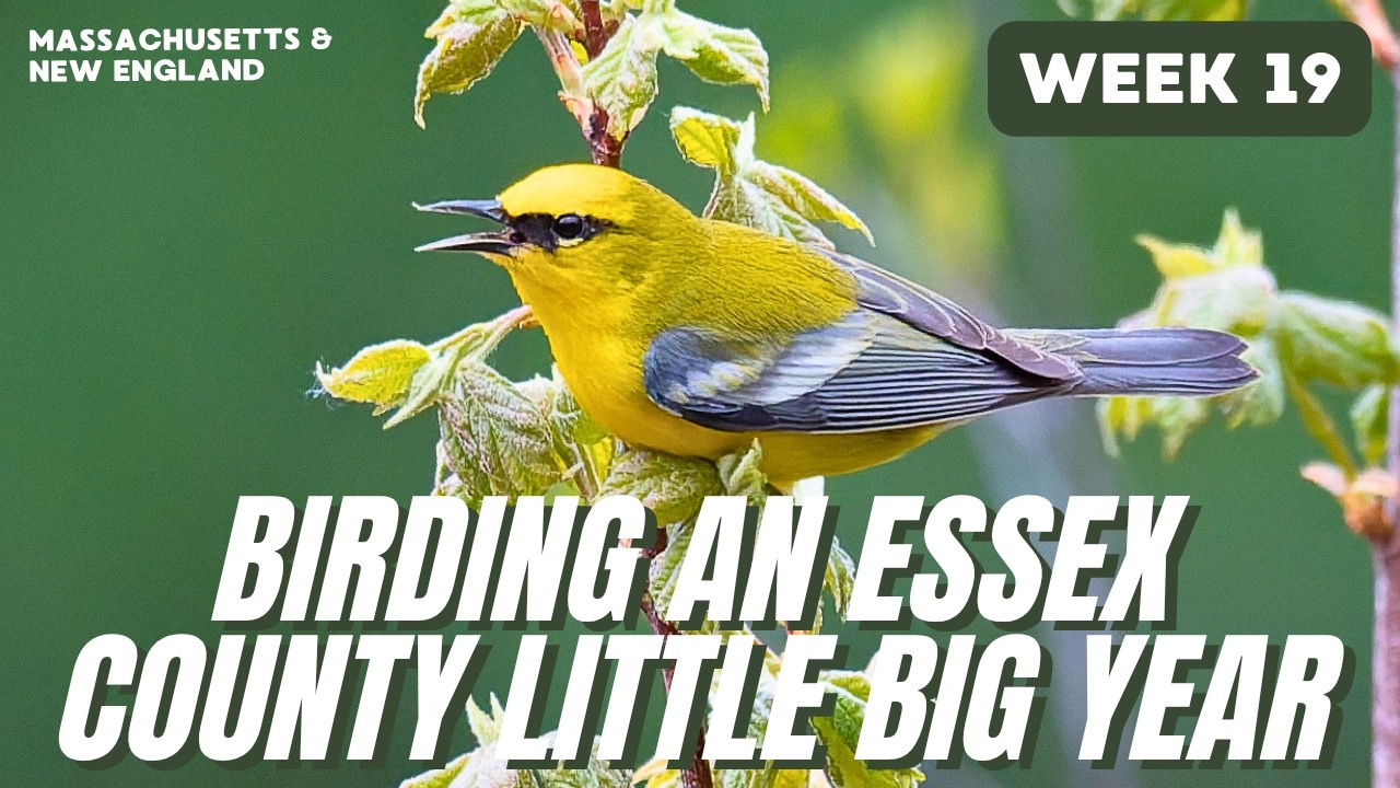 Warbler Migration EXPLODES — Is This the Week I Hit 200 Species?!?! | Essex County Little Big Year