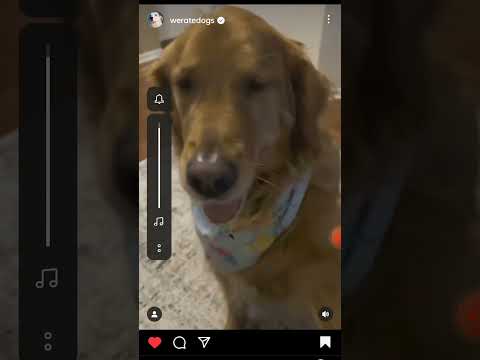 Golden retriever burp funny