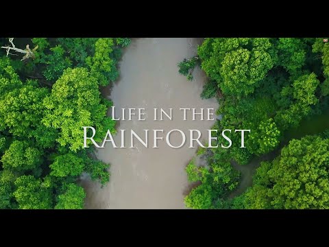 Life in the Rainforest
