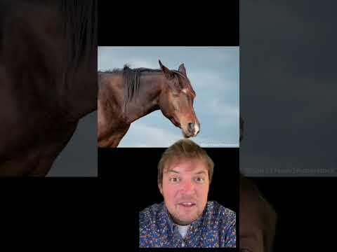 Horses standing/ stay apparatus! #animals #horses #science #learneclecticthings #learning