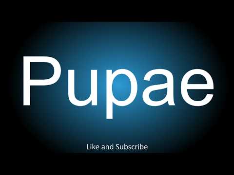 How to correctly pronounce - Pupae.
