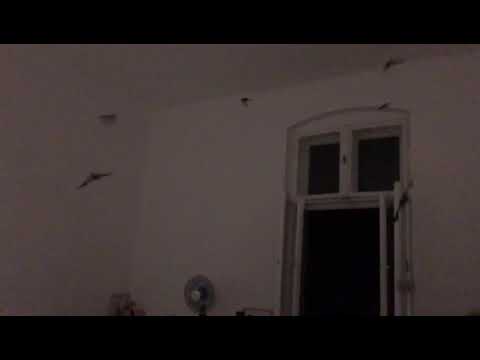 Berlin bats and light pollution | Dear Kitty. Some blog