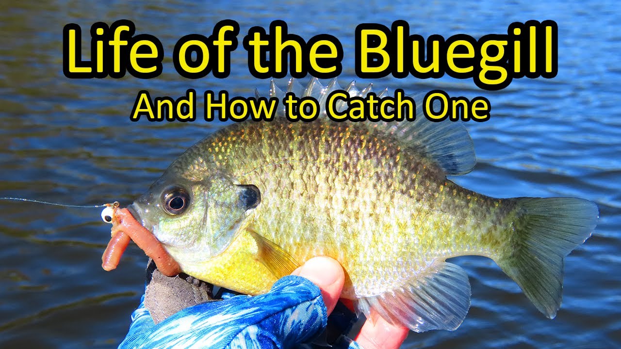 Life of the Bluegill and How to Fish for Bluegill