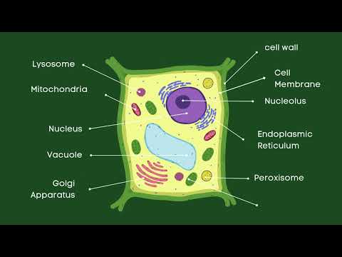 plant cell wall