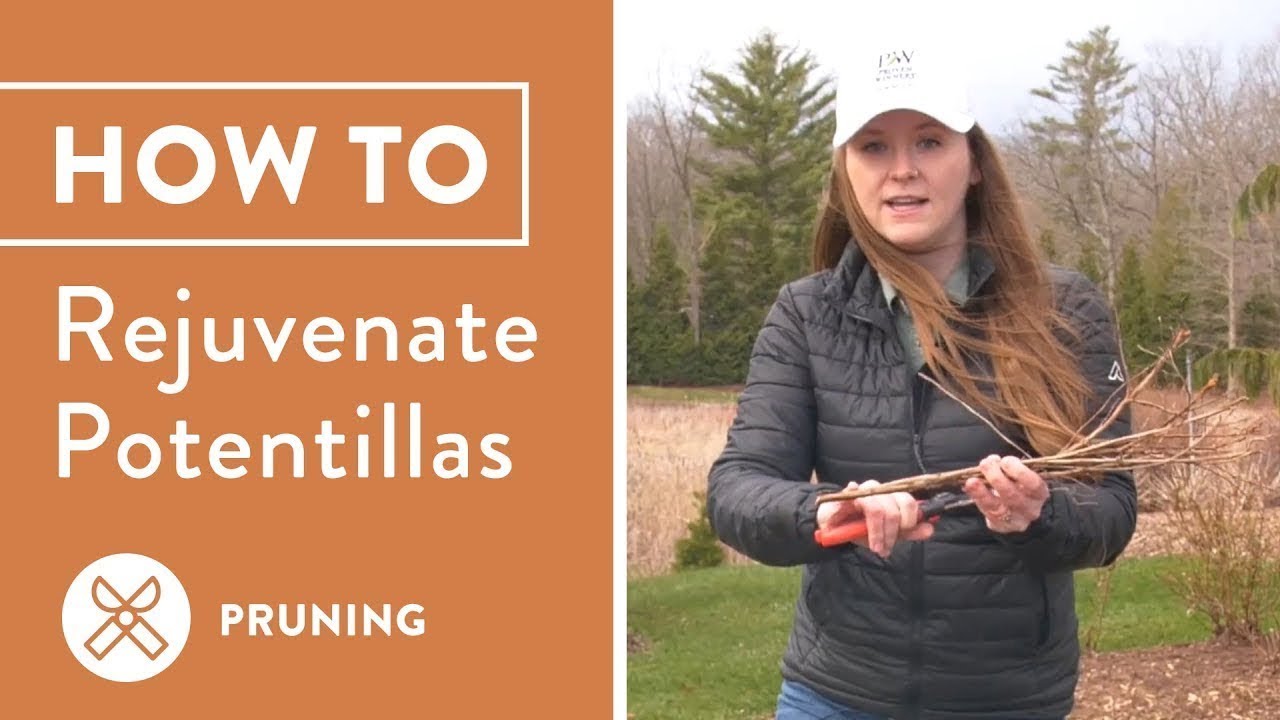 How To Prune Potentilla? (Step By Step Guide)