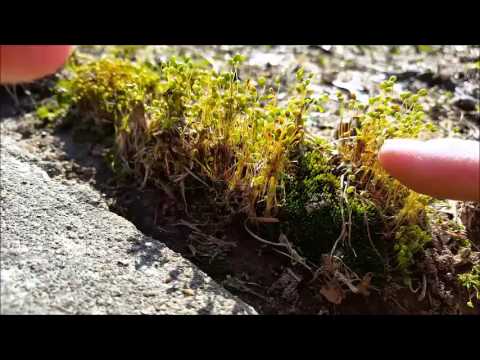 moss plant is gametophyte and capsule and stalk is the sporophyte #darrelldbarnes