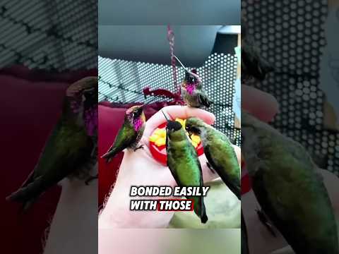 The kind couple saved a helpless hummingbird, and then this happened... #rescue #hummingbird