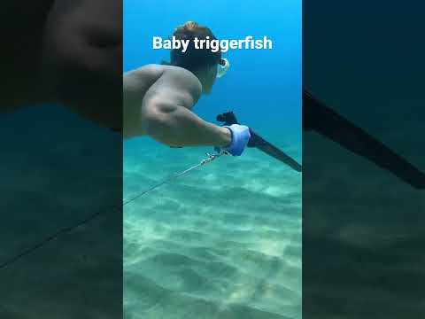 Baby Triggerfish Gets Curious of Diver #puertorico #shorts