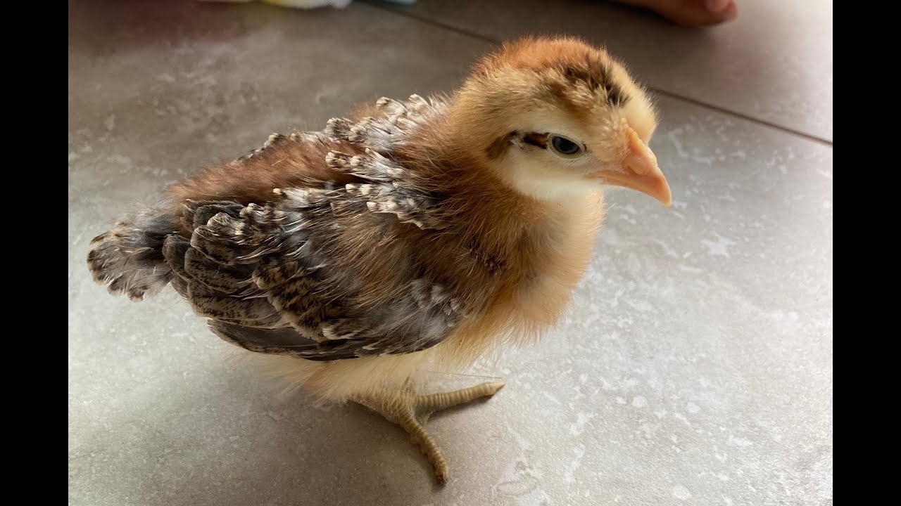 Hoover Hatchery Days Old Chicks
