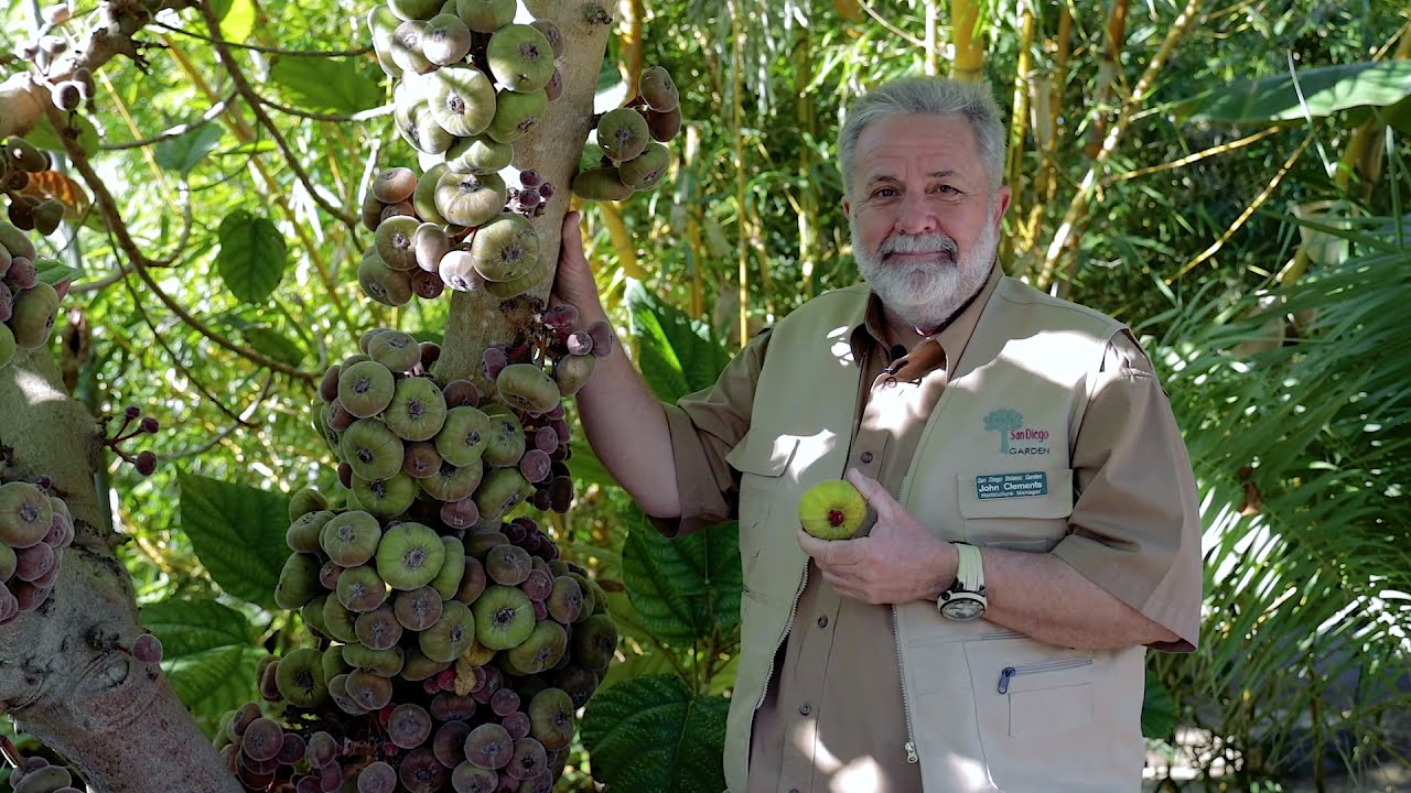 John, Ficus auriculata, fig tree