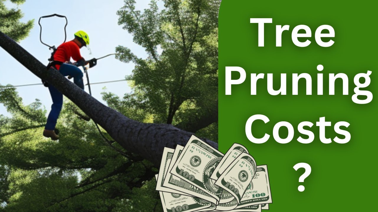 🌳How Much Are Tree Pruning Costs in 2023? CALL 480-200-3331 for FREE QUOTE! Scottsdale & Gilbert Az