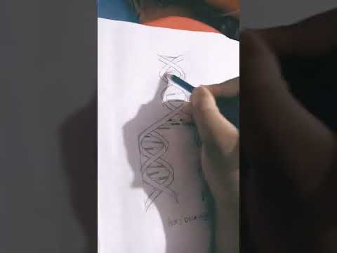 DNA Replication