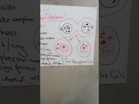 #CYTOKINESIS# SHORT DEFINITION