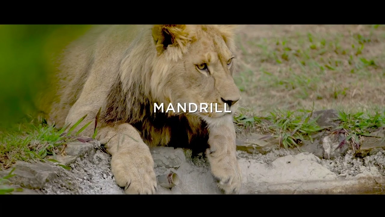 The Aspinall Foundation - A Unique Global Conservation Agency