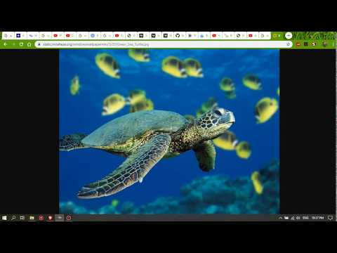 Windows Vista Sample Pictures - original download link.