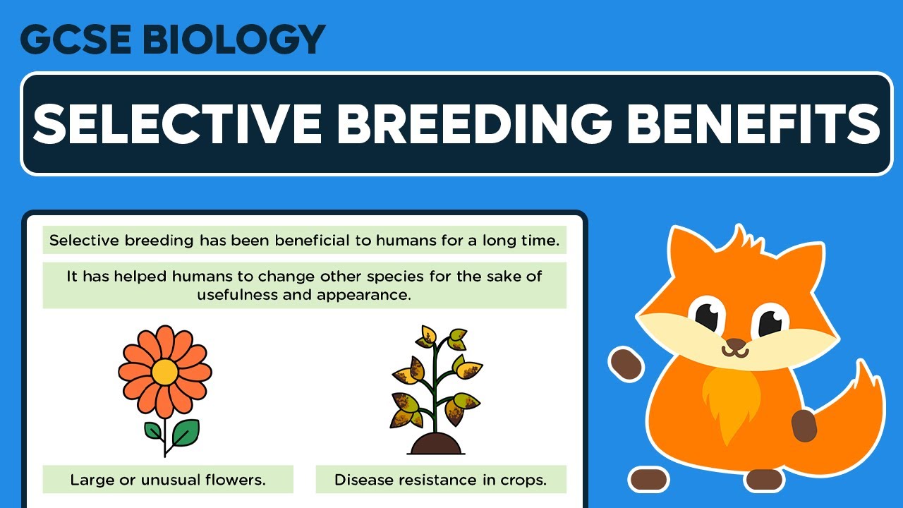 Benefits of Selective Breeding - GCSE Biology