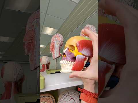 Muscles of mastication and facial expression #anatomy