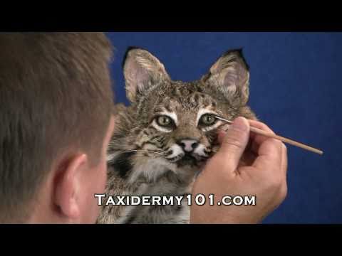 Lifesize Bobcat Taxidermy Training DVD Overview