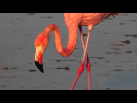 Flamingos of the Galápagos Islands