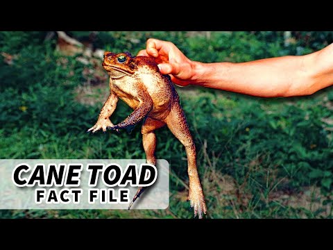 Cane Toad facts: Australia's Epidemic | Animal Fact Files