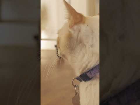 ARE CATS TRULY COLORBLIND?? #cats #shorts #catfacts