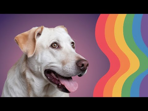 How Dogs SEE The WORLD: Understanding Their VISION