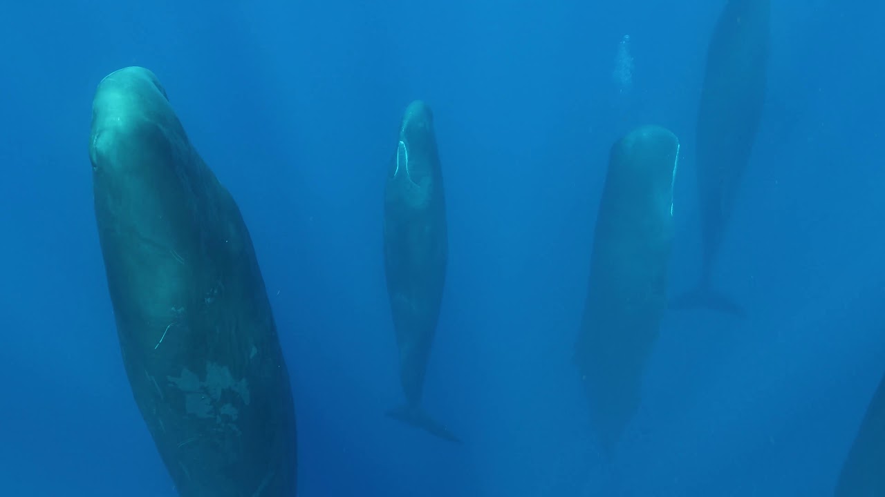 Sleeping, Bubbling Sperm Whales