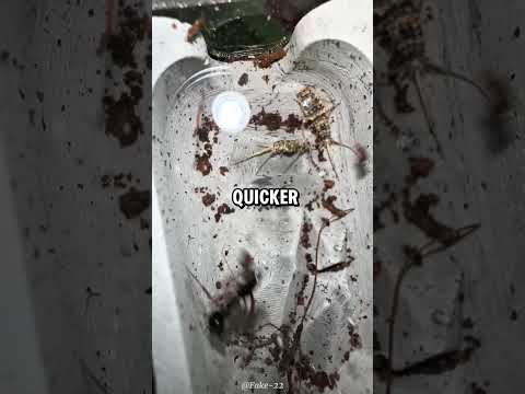 The Trap-Jaw Ant: Nature’s Fastest Jaws and Springboard Escape Artist 🐜