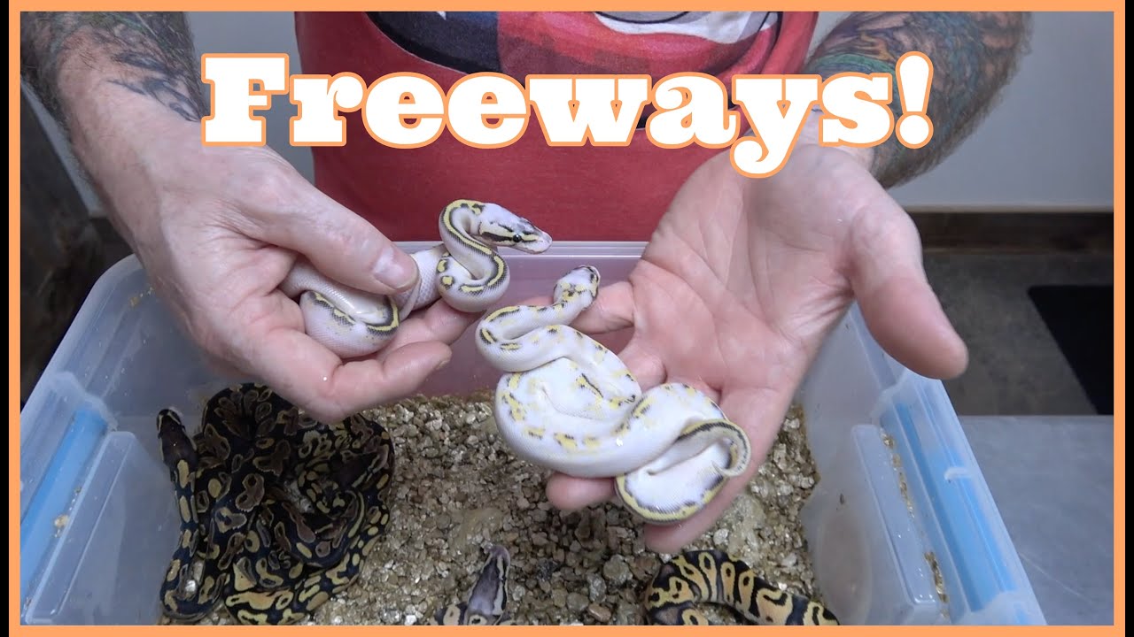 Amazing Freeway Combos! Update #97